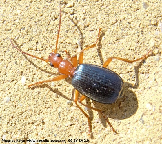 Explosive Evidence: How the Bombardier Beetle Demolishes Darwinism ...