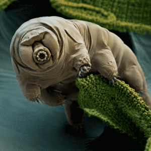 Did the Tardigrade Evolve? The Compelling Case for Design | Truths To ...